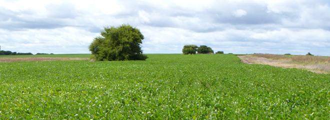 pool de siembra - ADBlick Agro ::: Blog