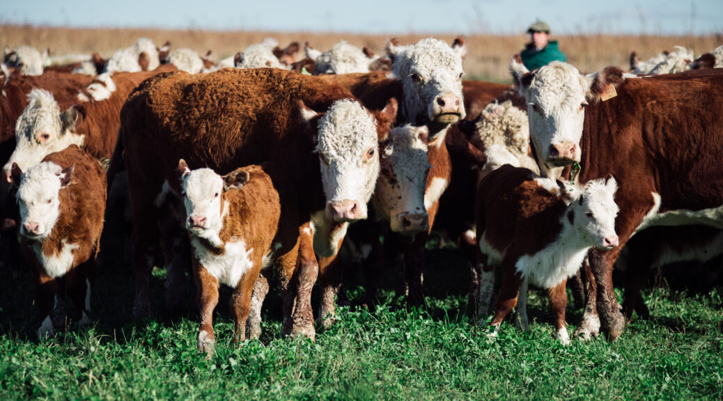 Claves para producir un novillo de exportación rentable - ADBlick Agro ...