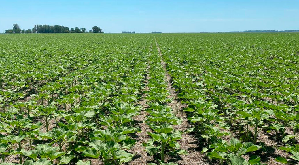 ADBlick Granos, ternada como mejor empresa de Agricultura Extensiva ...